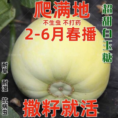 白沙密薄皮甜瓜种子阳台盆栽