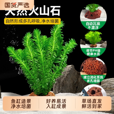 火山石水草净化水质摆件