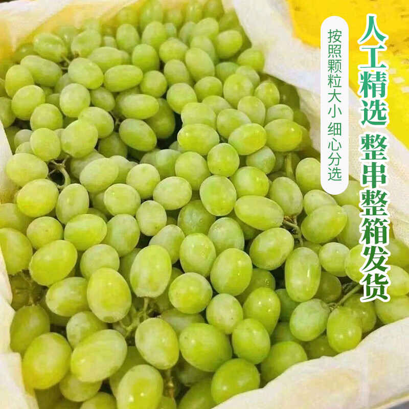 新疆吐鲁番无核白葡萄当季新鲜孕妇水果无籽青提子马奶提泛黄更甜