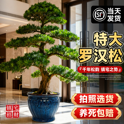 特大罗汉松真树旺宅风水树迎客松庭院造型室内外盆景老桩四季好养