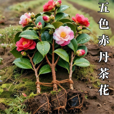 五色赤丹山茶花盆栽树苗四季开花