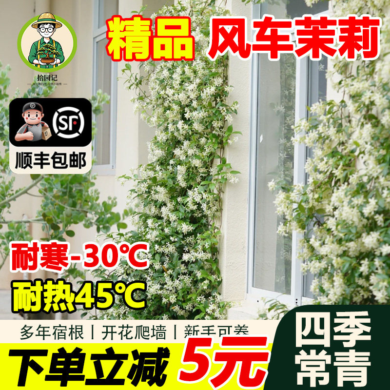 拾园记风车茉莉花苗爬藤墙植物开花庭院室外花园四季花卉盆栽绿植