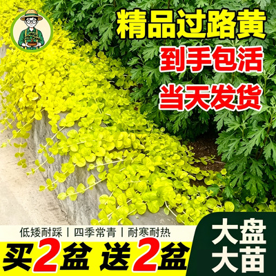 金叶过路黄庭院花园地被盆栽植物