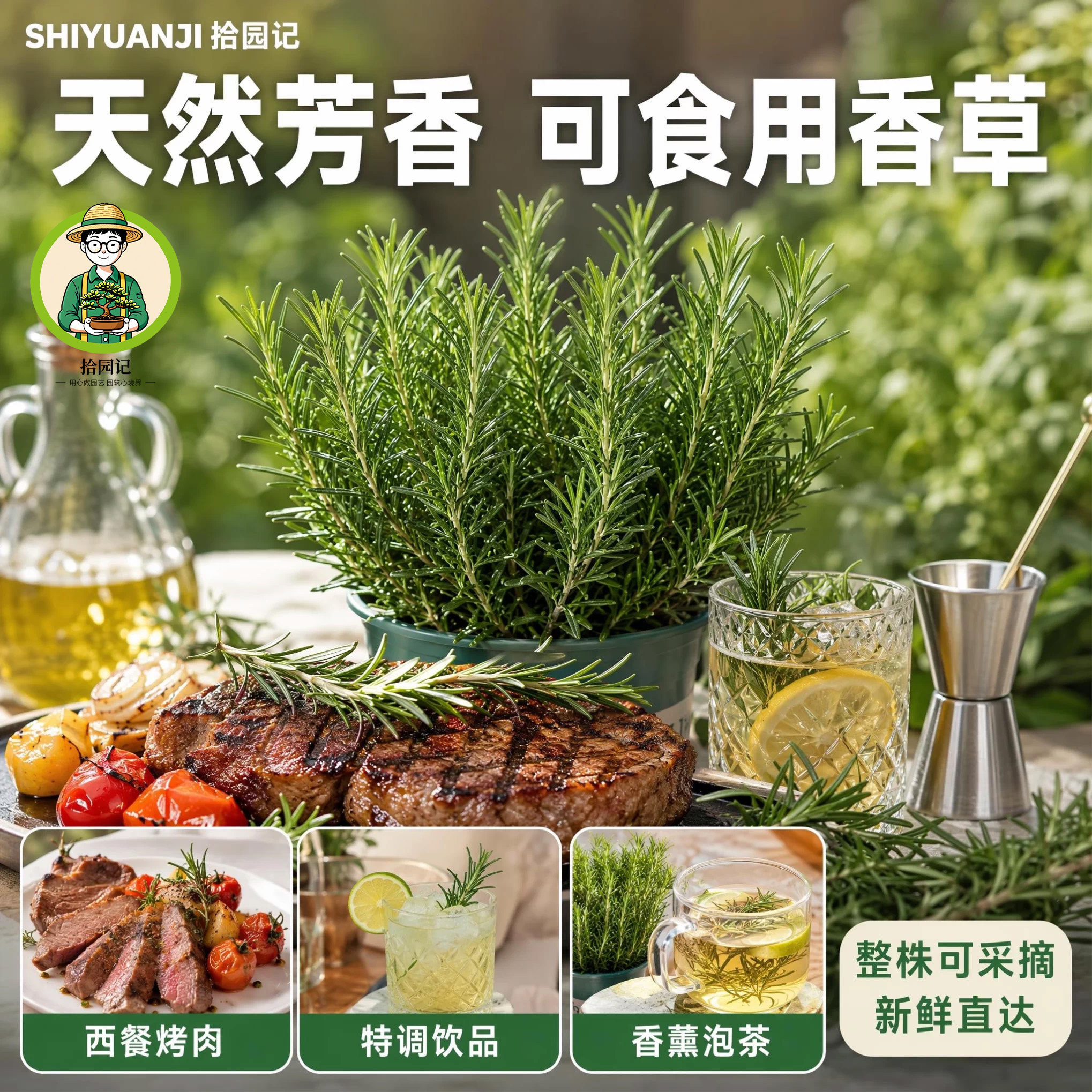 拾园记迷迭香薄荷老桩盆栽可食用绿植香草驱蚊提神室内好养绿植物