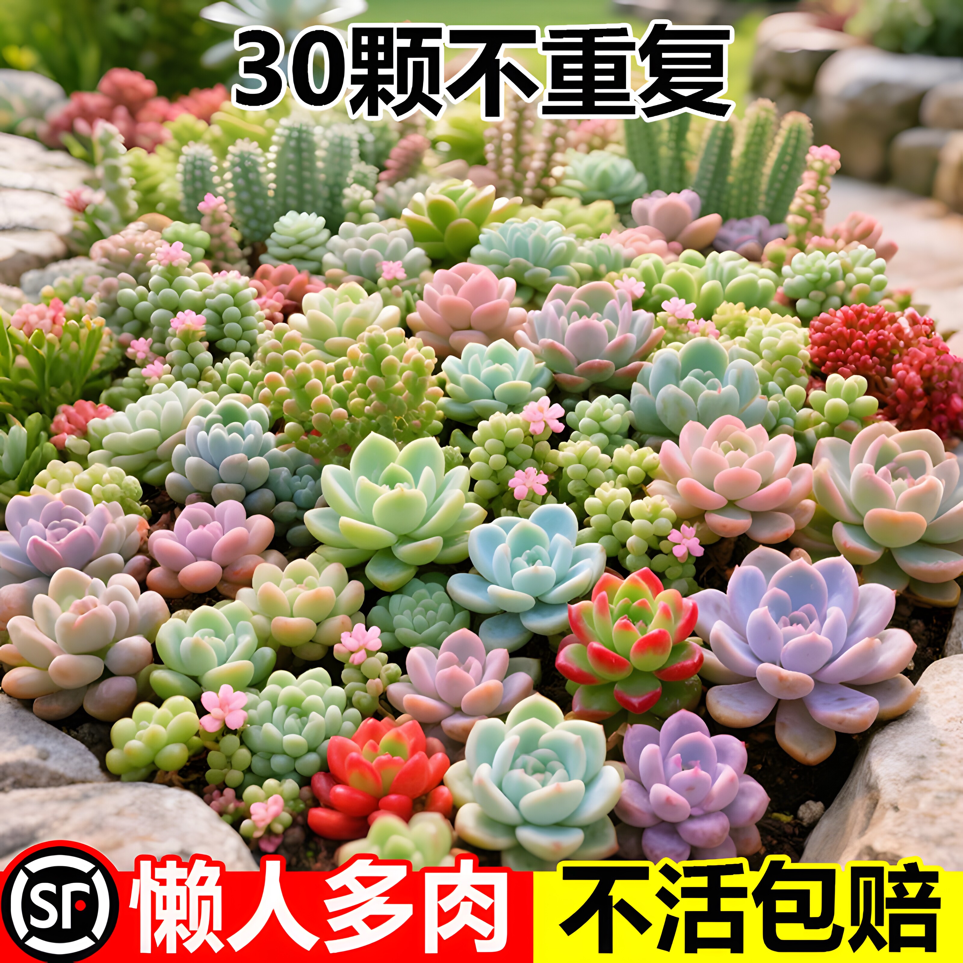 多肉植物室内小盆栽肉肉大全好养精品玉露大颗老桩高端花卉绿植