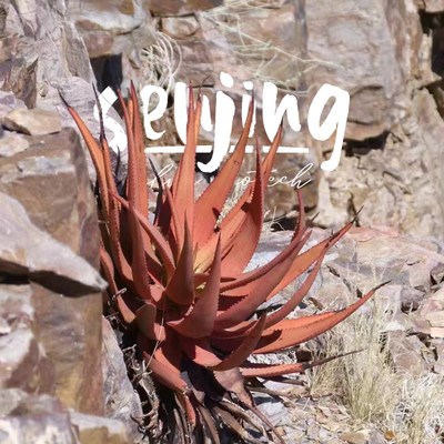 醉鬼亭芦荟/中型芦荟成株发红耐旱好养/原生稀有多肉绿植花境植物