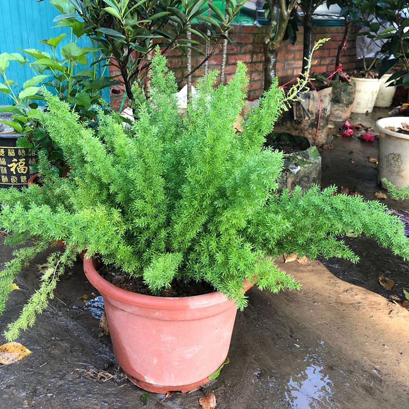 狐尾天门冬盆栽阳台耐热室外耐寒植物四季常青天门冬绿植庭院花卉