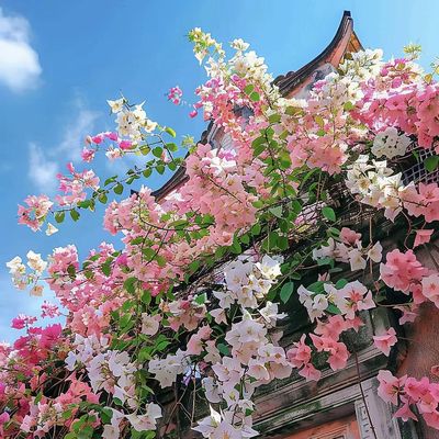 福建漳州三角梅一物一拍京东包邮盆栽室运输途中掉花掉叶