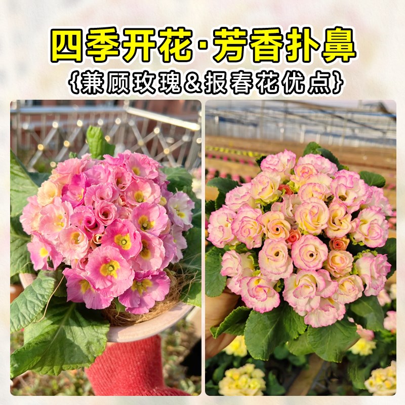 报春花带花苞盆栽玫瑰花卉花苗植物耐寒好养四季樱草绿植室内阳台