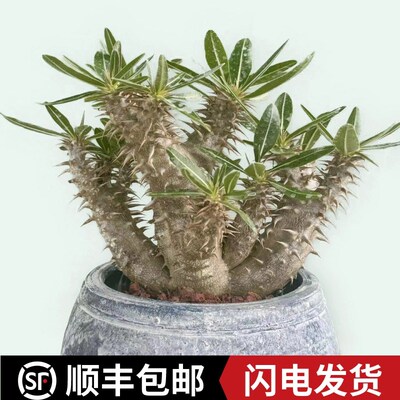 城南别院西巴女王一物一拍块根多肉植物