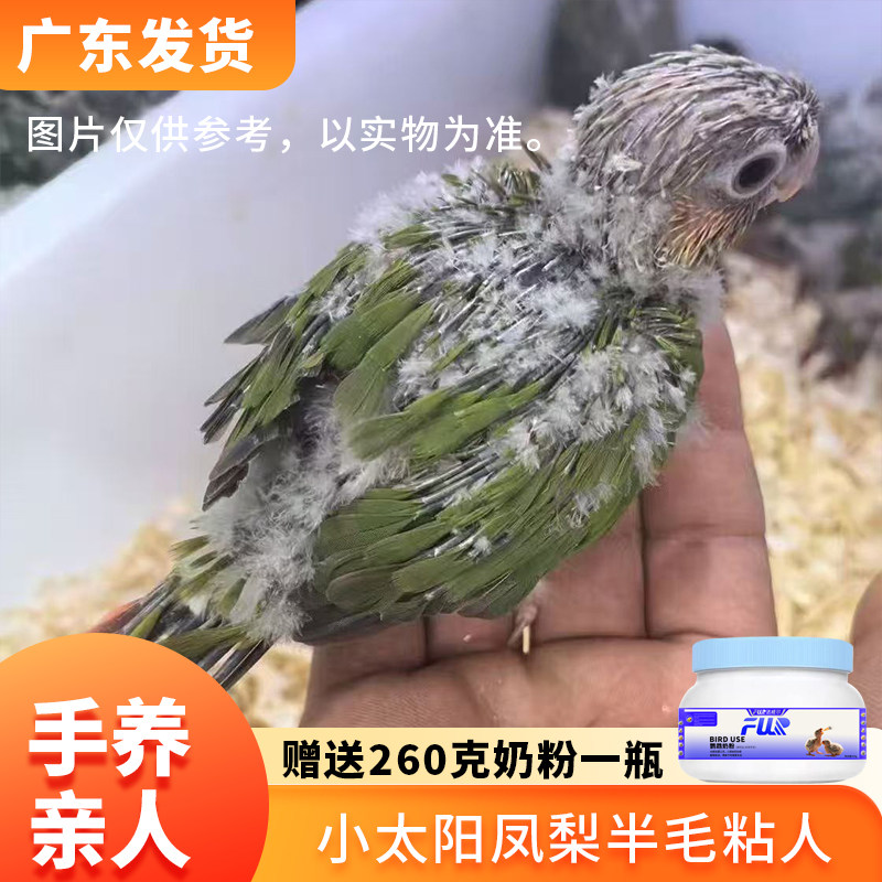 活鸟手养幼鸟小太阳鹦鹉会说话宠物鸟类中小型雏鸟亲人半毛粘人
