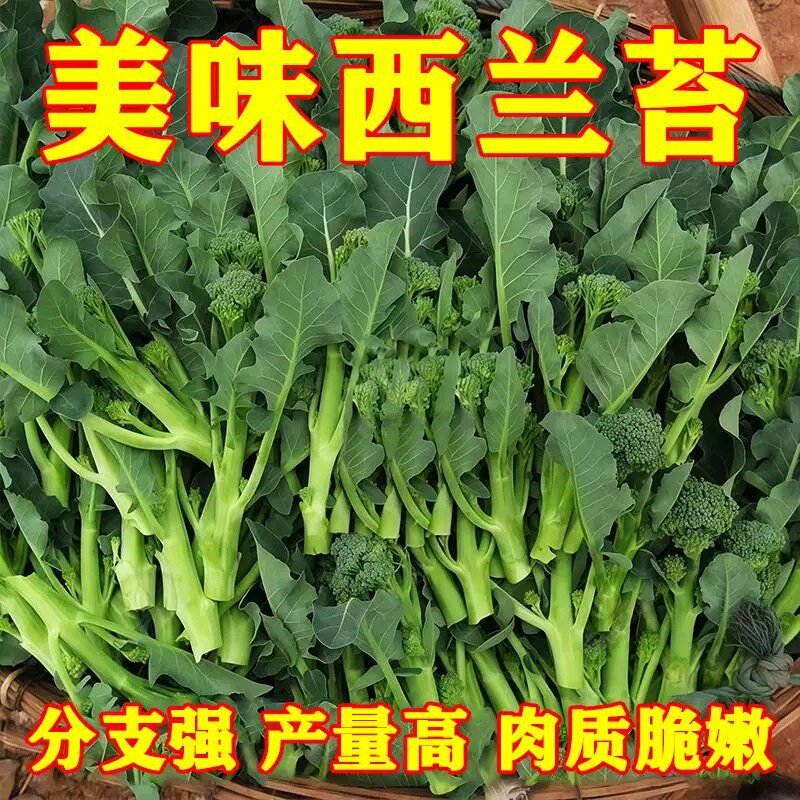 【今年新种】美味西兰苔种子耐热营养西兰花菜种子高产抽苔花菜苔