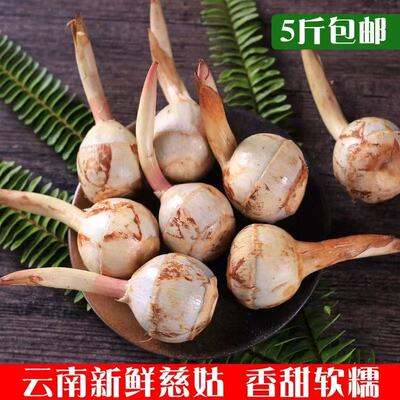 云南农家新鲜白茨菇新鲜茨菰现挖5斤大慈菇生鲜慈姑特产池菇包邮