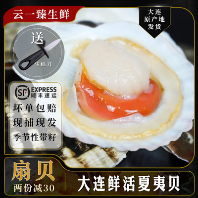 大连鲜活扇贝超大夏夷贝