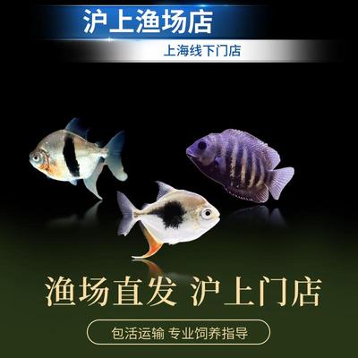水族中大型热带鱼观赏鱼粗线 线银板黑云大吉大利金凤梨喷点凤梨