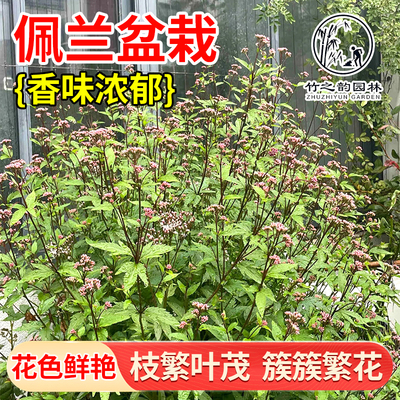 佩兰盆栽颜色鲜艳香味浓郁庭院观赏花卉麻叶泽兰簇生繁花挺立植物