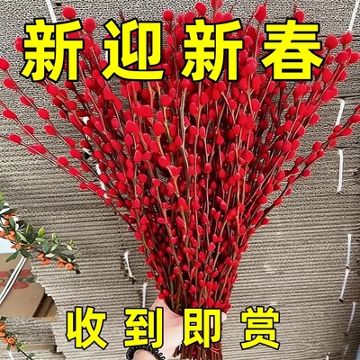 银柳真花鲜枝年宵花卉七多彩大红色银柳干花柳枝水养装饰招财1米2