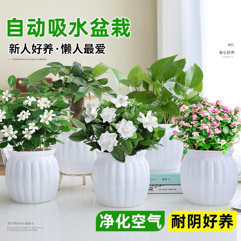 黄金葛桌面箩绿植发财树室盆栽0608栀子花办公内植花卉多肉水物培