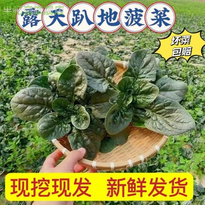 河南现挖蔬菜趴地菠菜新鲜矮脚土菠菜农村露天霜冻打红根新鲜波菜