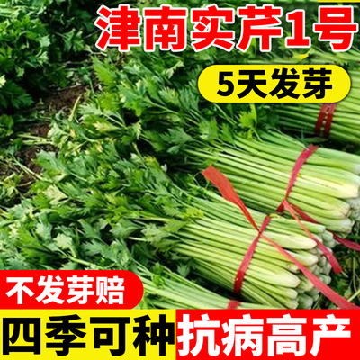 津南实芹1号芹菜种子新育品种根系发达生长速度快抗病亩产达万斤