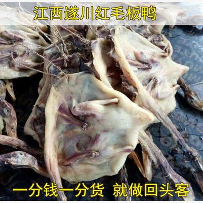 江西板鸭 遂川红毛腊鸭咸鸭风干鸭华明特产农家自制咸味 赣南板鸭