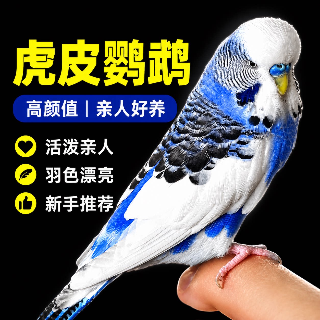 虎皮鹦鹉活鸟会说话的手养鹦鹉云斑幼鸟儿童宠物活体活物观赏鸟类