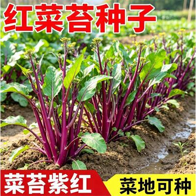红菜苔种子心正宗洪山籽