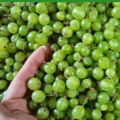 灯笼果冷冻醋栗孕妇果鹅莓开胃水果绿酸子粒现摘现发顺丰包邮