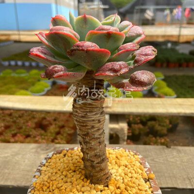 多肉植物雨滴粗杆老桩巨大带杆子老桩阳台植物窗台庭院盆栽装饰