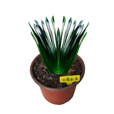 长春新款精品君子兰 金刚立板霸王 油匠麻脸深坑纹宽短叶盆栽小苗