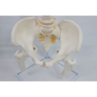 自然大脊椎枕骨和新骨盆带股骨模型 人体脊椎模型