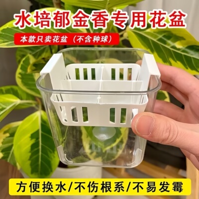 郁金香种球套装水培土培都好养