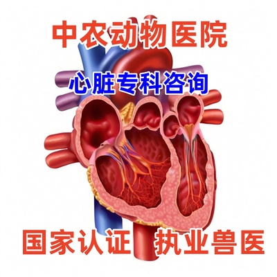 犬猫心脏专科心脏兽医咨询