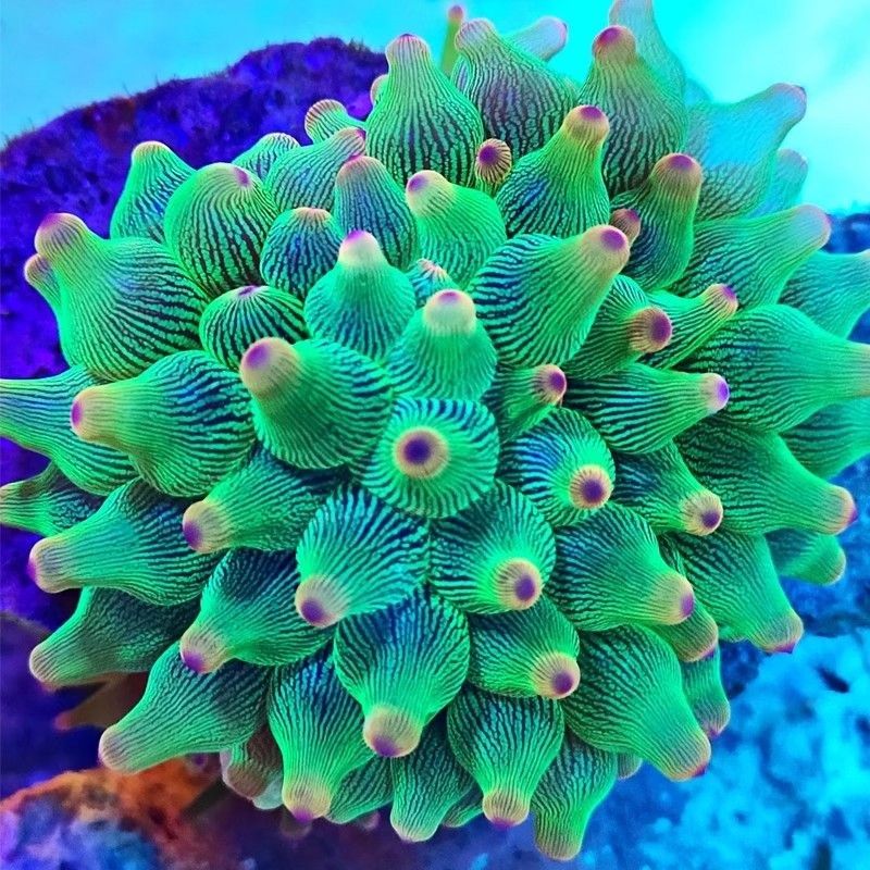 奶嘴海葵小丑鱼共生海葵软体珊瑚红奶嘴海葵珊瑚荧光海水生物海缸