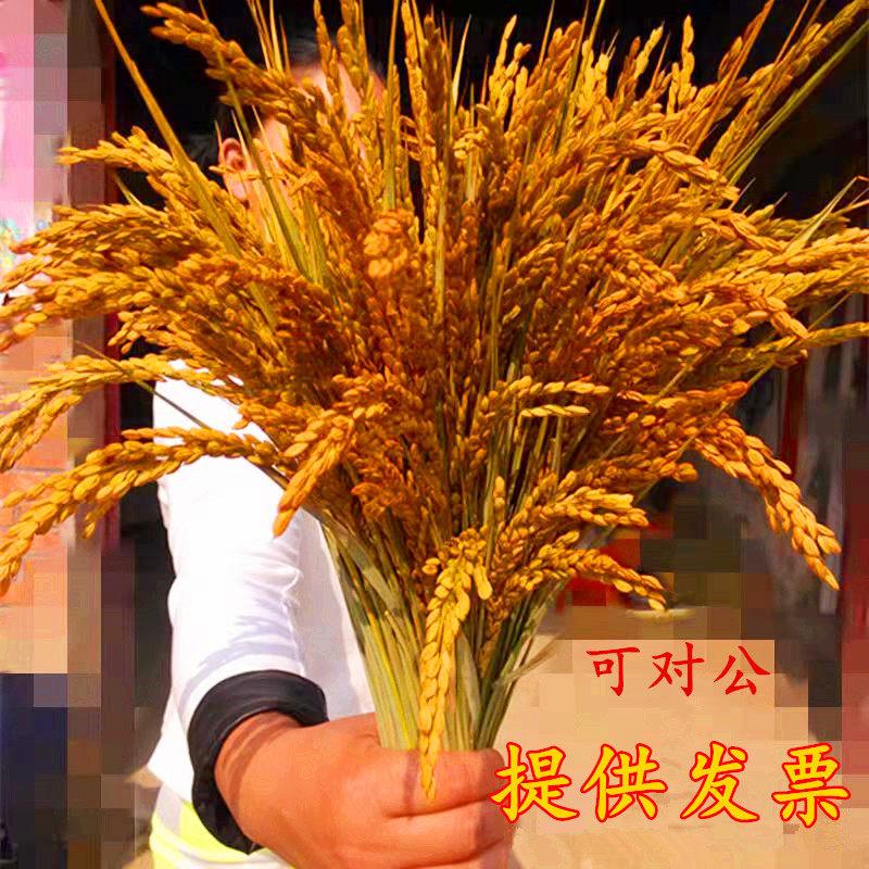 天然稻穗干花装饰 金黄色彷真稻谷丰收道具 花艺拍摄套装