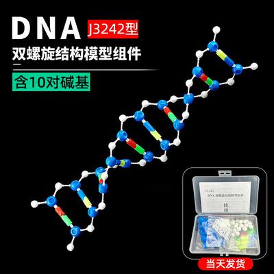 DNA双螺旋结构模型J32460