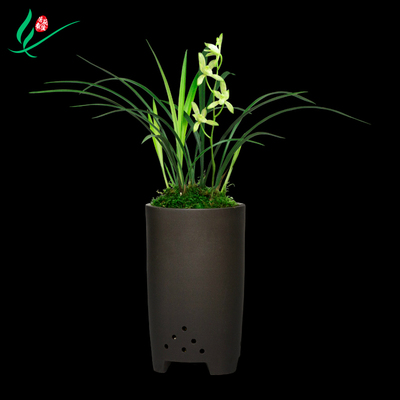 建兰兰花四季国色天香浓香花卉盆景盆栽土绿植带草植物花苞名贵苗