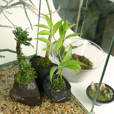 养龟造景岩植火山石小竹柏水边水陆装饰植物乌龟缸沼泽水培雨林