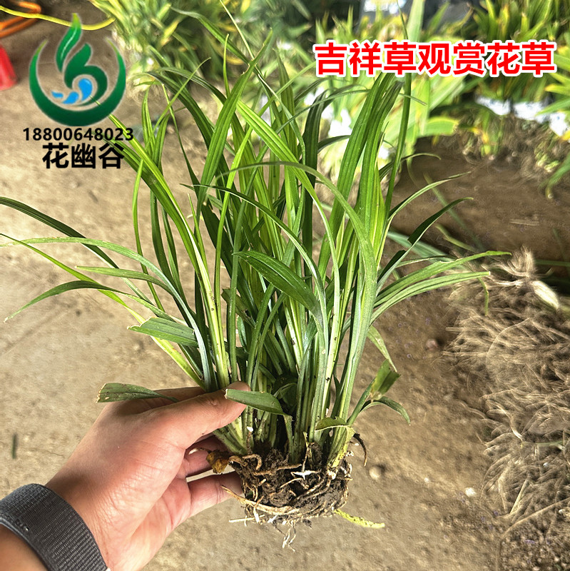100株吉祥草花草花苗庭院公园草坪耐践踏绿草多年生观赏草麦冬草
