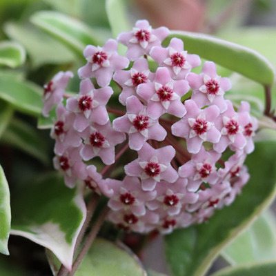 海蒂的花园 球兰观叶观花植物花团锦簇阳台室内办公桌绿植盆栽苗