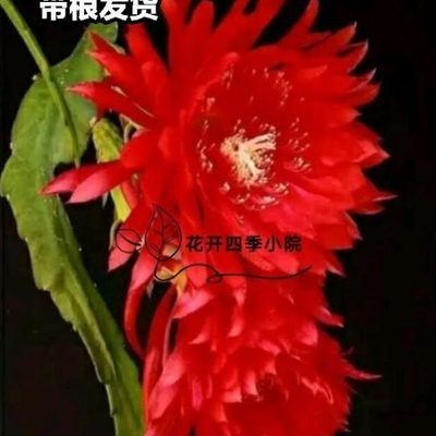 进口令箭荷花苗大花品种包活包对版落幕宝盒瑭黄棉花糖灰鸦嗓云雀