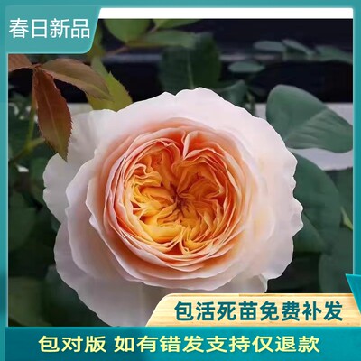 欧月切花朱丽叶花苗  淡香直立性好 经典花型奥斯汀月季花苗 盆栽