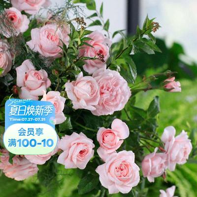 海蒂的花园 娜荷玛/娜希玛室外庭院浓香爬藤月季拱门花墙盆栽苗