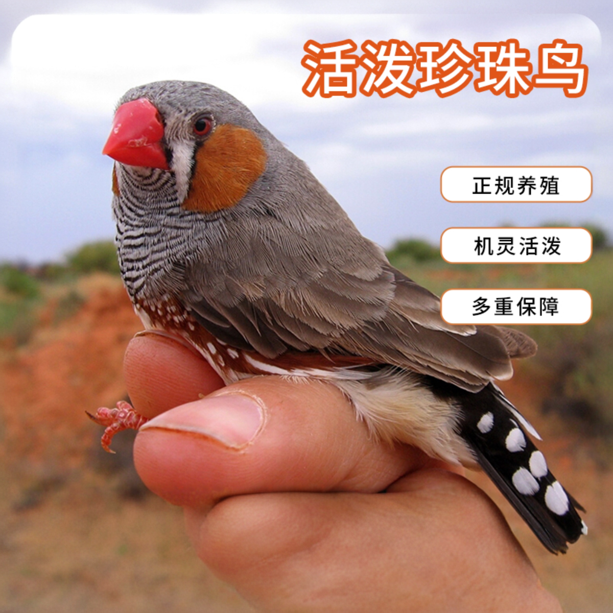 活鸟珍珠鸟类动物活体宠物鸟灰色珍珠白色驼色小型鸟观赏宠物包邮