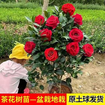 正宗香妃香水茶花带花苞