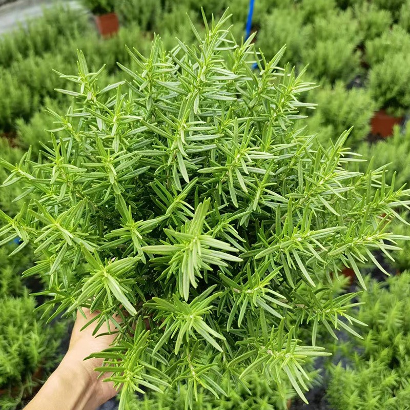 金叶子迷迭香香草植物可食用花卉园多年生常绿室内外庭院阳台盆栽