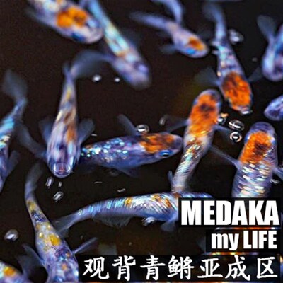 观背青鳉星光鱼卵淡水冷水小型观赏鱼金鱼不打氧好养懒人古法养鱼
