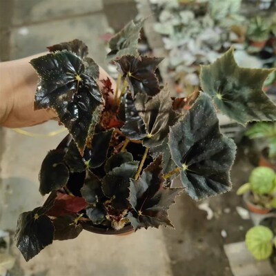 黑天鹅秋海棠蟆叶类阳台室外室内客厅桌面绿植盆栽观叶赏花植物