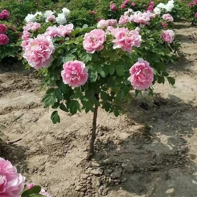 正宗洛阳独杆牡丹花树苗盆栽庭院阳台牡丹花苗独杆牡丹树苗