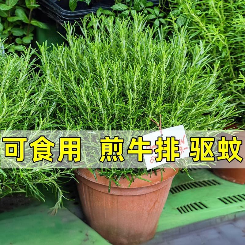 迷迭香盆栽食用薄荷香草植物西餐料理调料净化空气驱蚊气味芳香